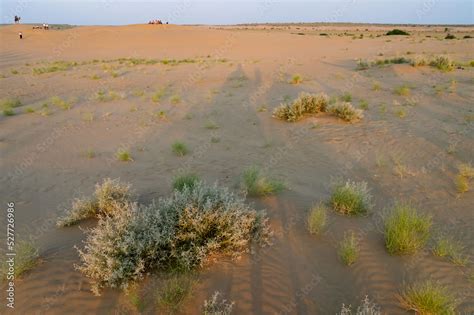 Mexican Feather Grass Stipa Tenuissima Small Desert Plants Growing At Sand Dunes Of Thar