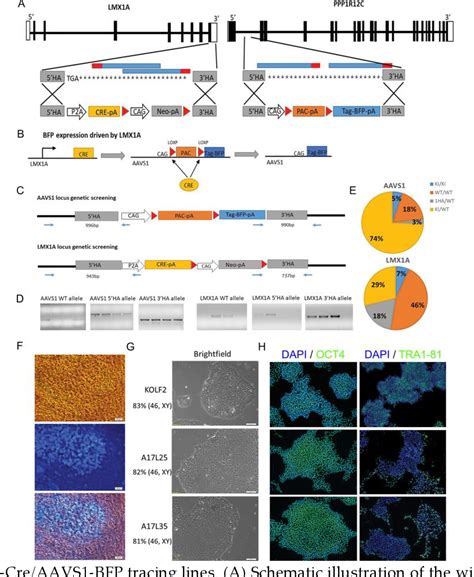 Figure 1 From Single Cell Transcriptomics And In Vitro Lineage Tracing Reveals Differential