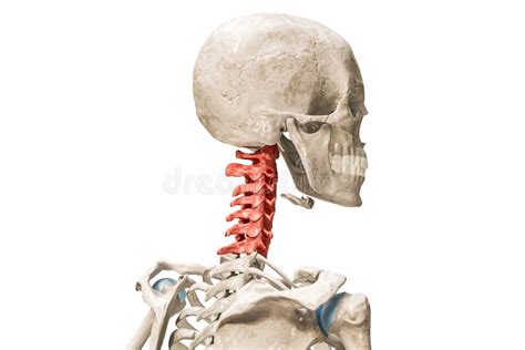 Cervical Vertebrae In Red Color 3d Rendering Illustration Isolated On White With Copy Space