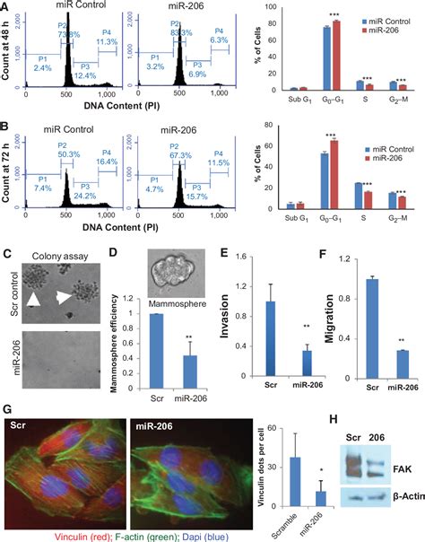 Figure 3 From Mir 206 Inhibits Stemness And Metastasis Of Breast Cancer