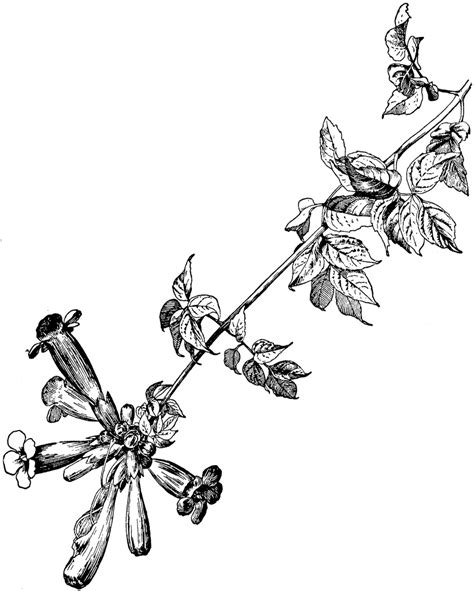 Honeysuckle Vine Drawing