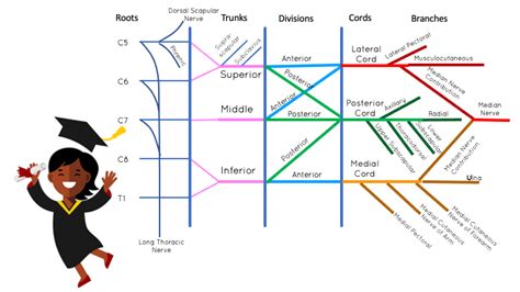 Lead Magnet Draw Brachial Plexus Opt In