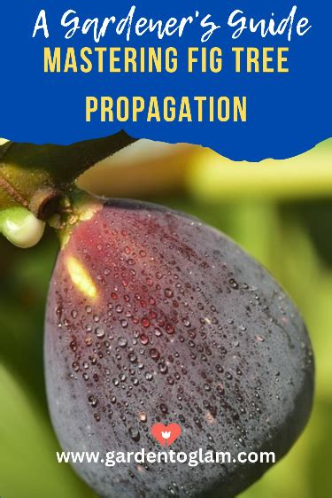 How To Propagate Fig Tree 3 Methods A Comprehensive Guide Artofit