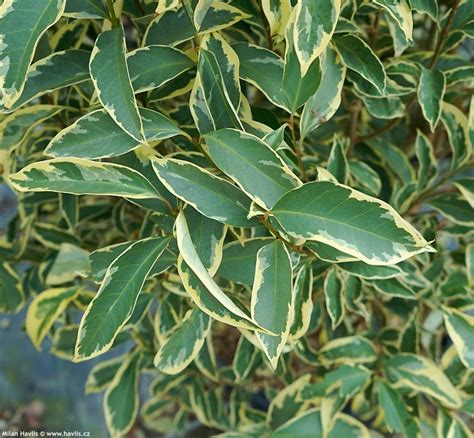 Ligustrum Lucidum Excelsum Superbum Havlis Cz