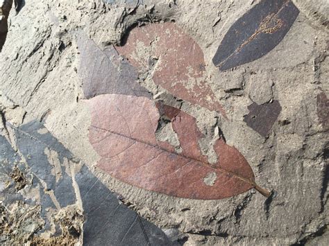 Leaf Fossils What Can You Tell Us From The Past