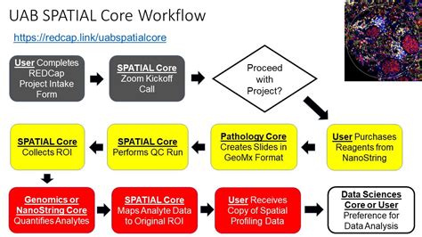 Services Spatial Core Spatial Profiling And Transplant Immuno Assay Laboratory