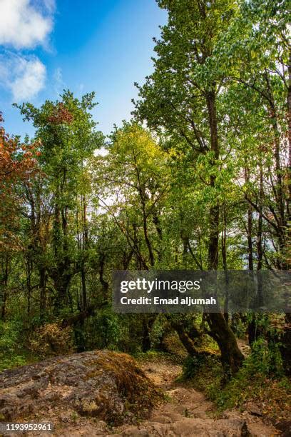 Chhap Photos And Premium High Res Pictures Getty Images