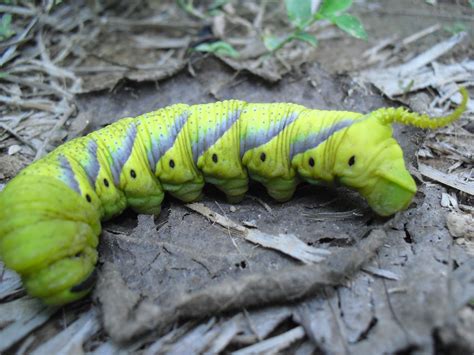 Download Caterpillar Pictures