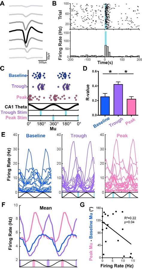 Phase Specific Manipulations Alter The Phase Preference Of Download Scientific Diagram