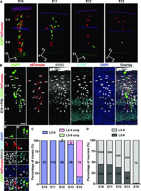 Individual Rgps Produce Both Deep And Superficial Layer Excitatory Download Scientific Diagram