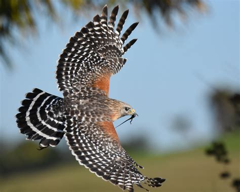 Red Shouldered Hawk Audubon Field Guide