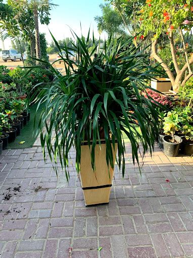 Al Taef Flowers Plant Nurseries In Dubai Get Contact Number Address Reviews Rating