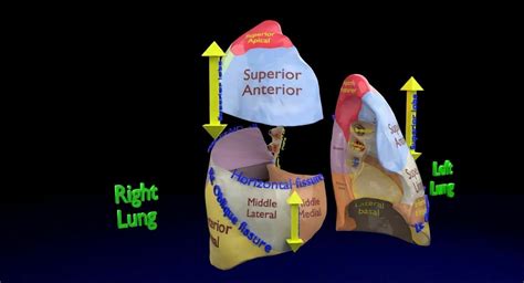 Stl File Lung Pulmonary Segment Anatomy 3d Model・3d Printer Design To