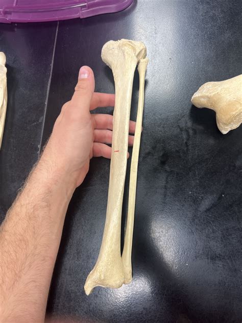 Anatomy Lab Practical Tibia And Fibula Diagram Quizlet