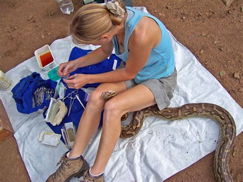 African Rock Python Wildmoz Magazine