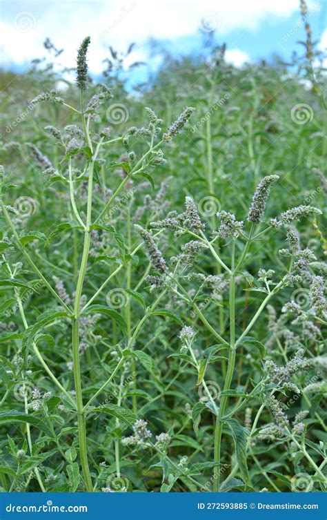 Mint Long Leaved Mentha Lonolia Grows In Nature Stock Image Image Of Ingredient Herb