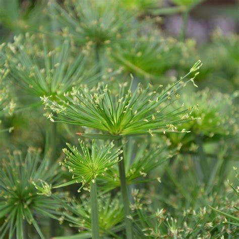 Little Prince Dwarf Papyrus Cyperus Papyrus ‘little Prince Servescape