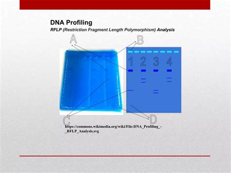 Rflp Restriction Fragment Length Polymorphism Ppt
