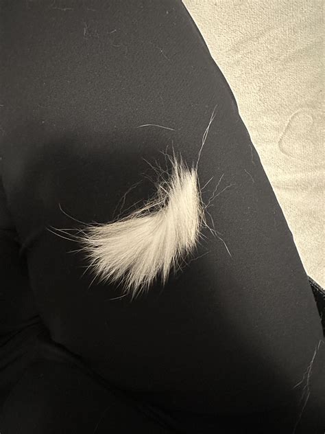 Keep Finding Clumps Of Fur Around The House Should I Be Concerned 2 Year Old Neutered Male