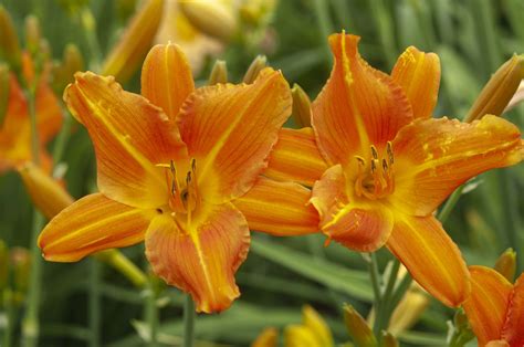 How To Grow And Care For Daylilies