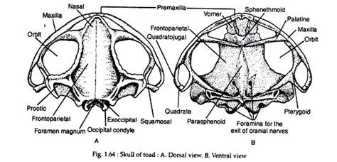 External Structures Of Toad Zoology