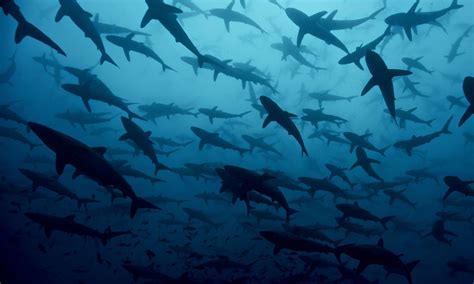 Nat Geos Biggest Sharkfest Ever Announced [exclusive]