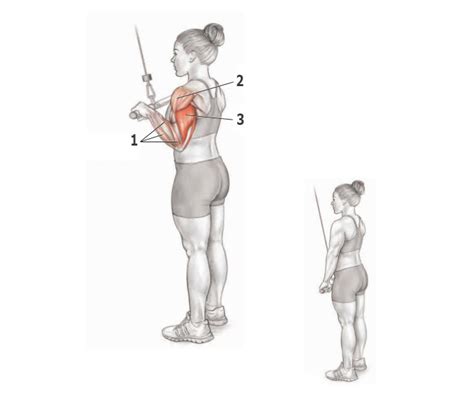 Лучшие упражнения для трицепсов