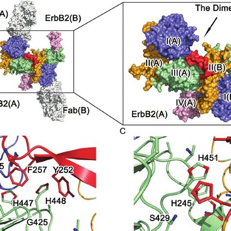 Electron Density Variations Of The Erbb2 Domain Ii In Different Forms Download Scientific