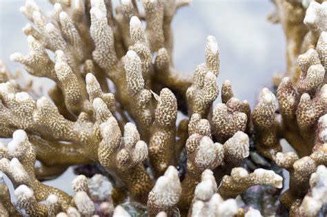 산호초는 돌 산호 자연 속에서 교육에 대 한 폴립의 차례로 구성에서 건축 된다 경산호에 대한 스톡 사진 및 기타 이미지 경산호 공생 관계 공생 조류 Istock