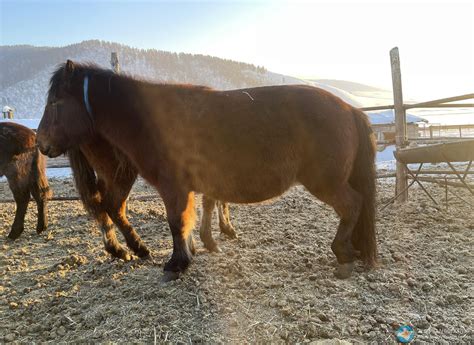 ОЧИРВААНИЙ ХҮЛЭГ МСУХолбоо Түмний хар энэ хавар хоёр дахиа түрүүллээ