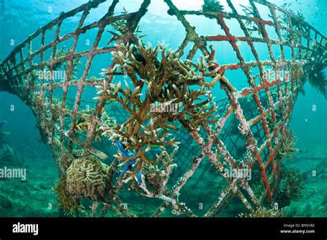 Healthy Hard Corals Growing On A Biorock Reef Restoration Structure