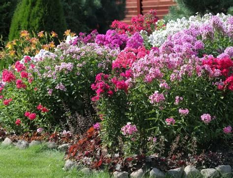 Флоксы в интерьере сада 86 фото