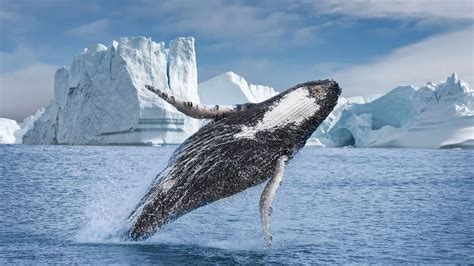 Военни експерти отхвърлят логиката на Тръмп че САЩ трябва да