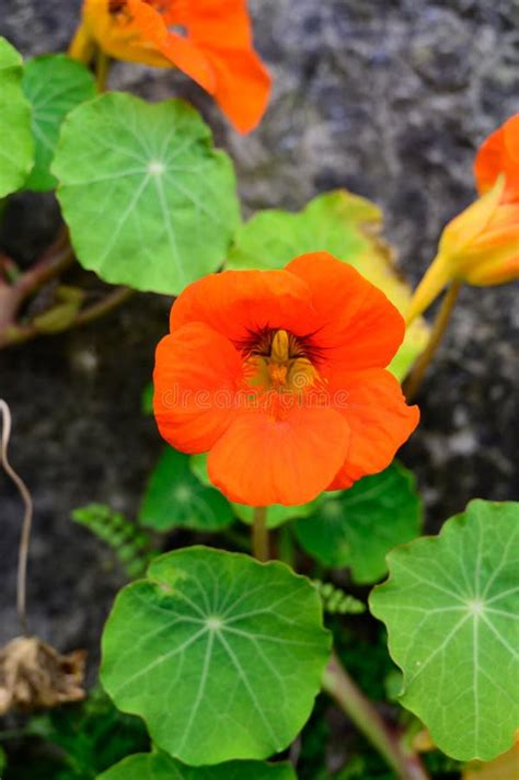 Medicinal Edible Ornamental Plant Garden Orange Nasturtium In Blossom Stock Image Image Of