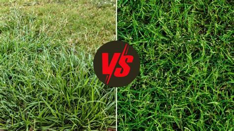 Bermuda Grass Vs Crabgrass Full Comparison And Key Difference