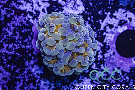 Teal Tip 24k Gold Stem Frammer Wysiwyg Queen City Corals