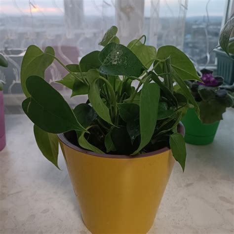 Антуриум купить в Красноярске цена 300 руб дата размещения 12 04 2025 Растения и семена