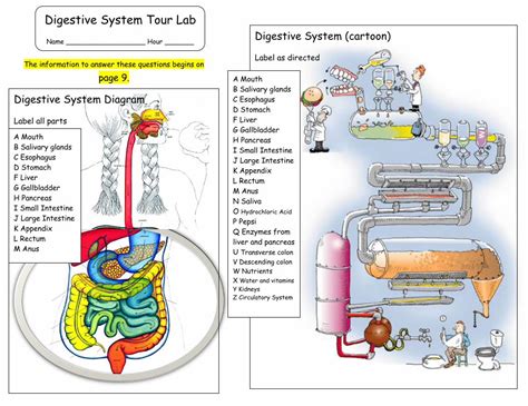 Pdf Digestive System Tour Lab Astephensscience Salivary Glands D Stomach G Gallbladder