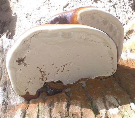 Ganoderma Ciri Habitat Kegunaan Dan Spesies