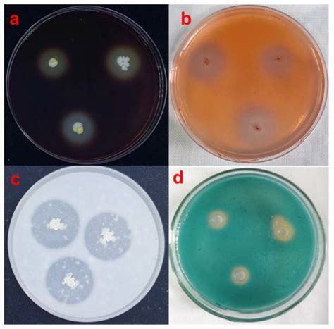 Identification Of Bacillus Velezensis Sbb And Its Antifungal Effects Against Verticillium Dahliae