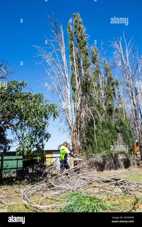 Two Men Trimming Branches Before Felling A Dead Cypress Pine Tree Stock Photo Alamy