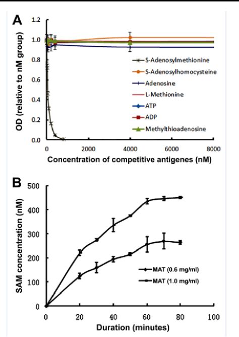 Figure 1 From Immunoassays Of Methionine Adenosyltransferase Activity