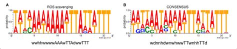 promoter sequence alignment a consensus sequence logo from