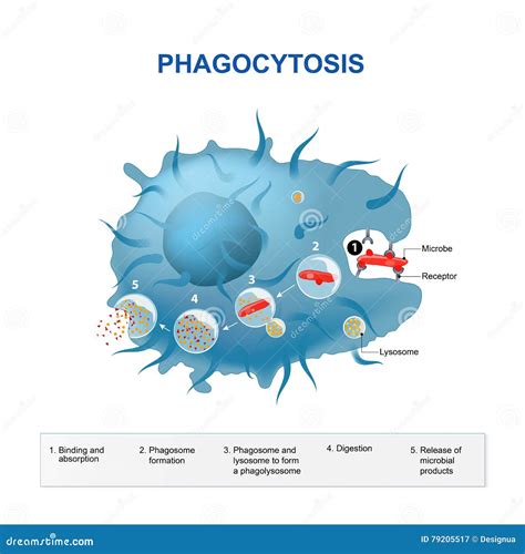 Phagocytosis Macrophage Anatomy Cell Structure Vector Illustration 250174498