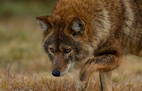 კოივოლფი ნაცრისფერი მგლის და კოიოტის ჩემი მწვანე კუთხე