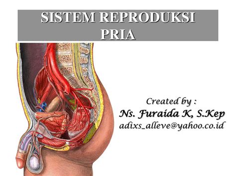 Ppt Sistem Reproduksi Pria Powerpoint Presentation Free Download Id