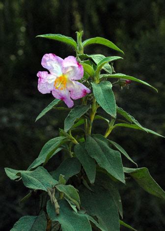 European Wild Plant Cistus Symphytifolius Canary Cistus
