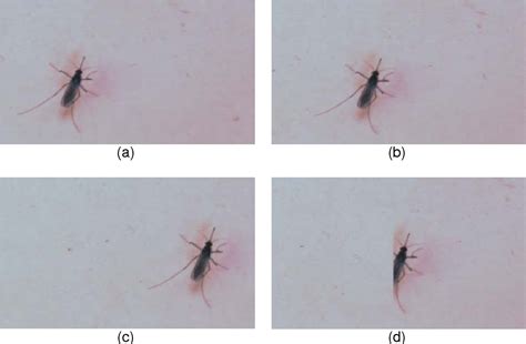 Figure 3 From Mosquito Tracking By Image Segmentation Of Optical Flow Field Semantic Scholar