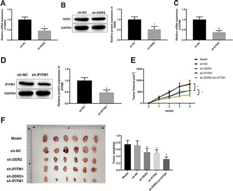 Knockdown Of Ddr2 Or Ifitm1 Inhibits In Vivo Growth Of Bc Nude Mice Download Scientific
