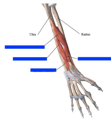 Hand And Forearm Muscles Review Flashcards Quizlet